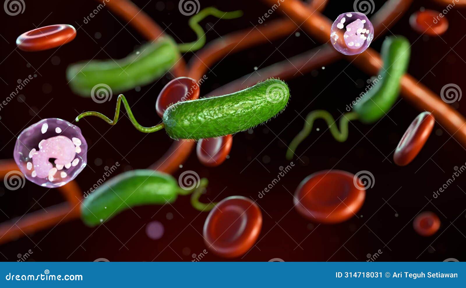 Vibrio Vulnificus, Red Blood Cells and White Blood Cells Stock ...