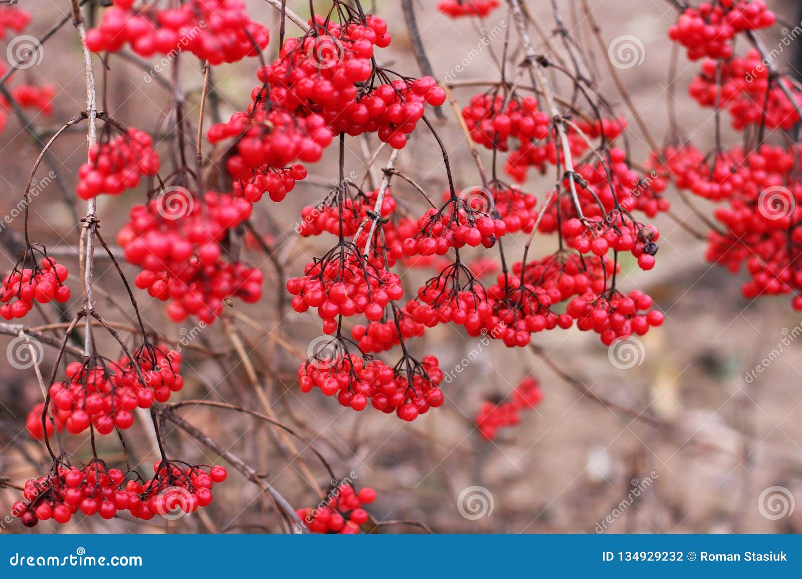 Viburnum Baies Rouges Sur L'arbre Photo stock - Image du nature ...