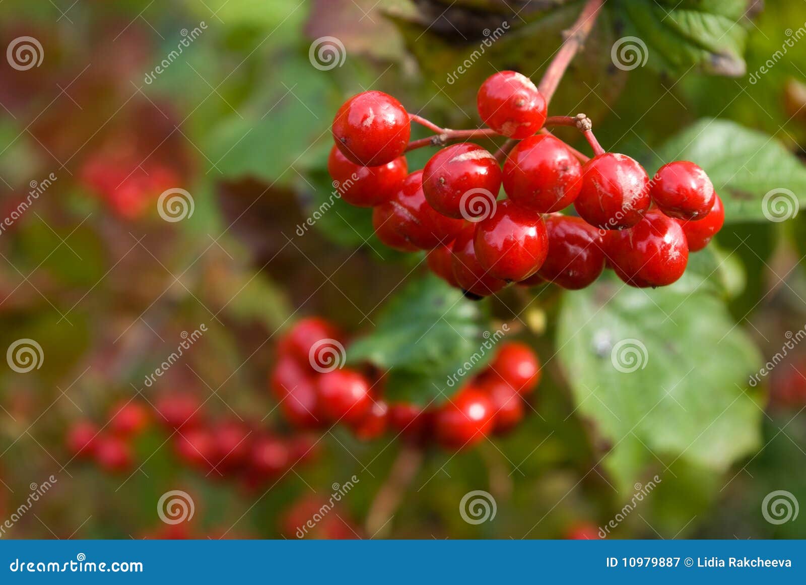 Viburnum berries stock image. Image of fruit, nature - 10979887