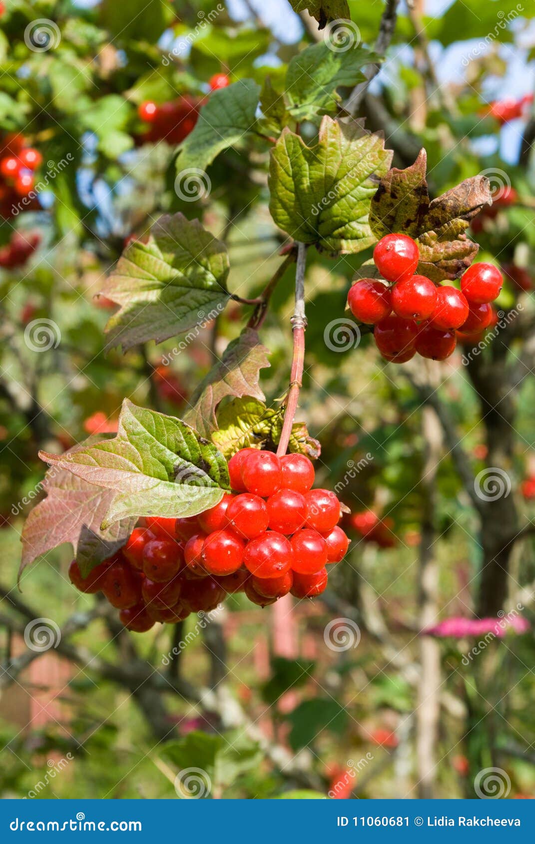 Viburnum berries stock image. Image of vegetarian, agriculture - 11060681