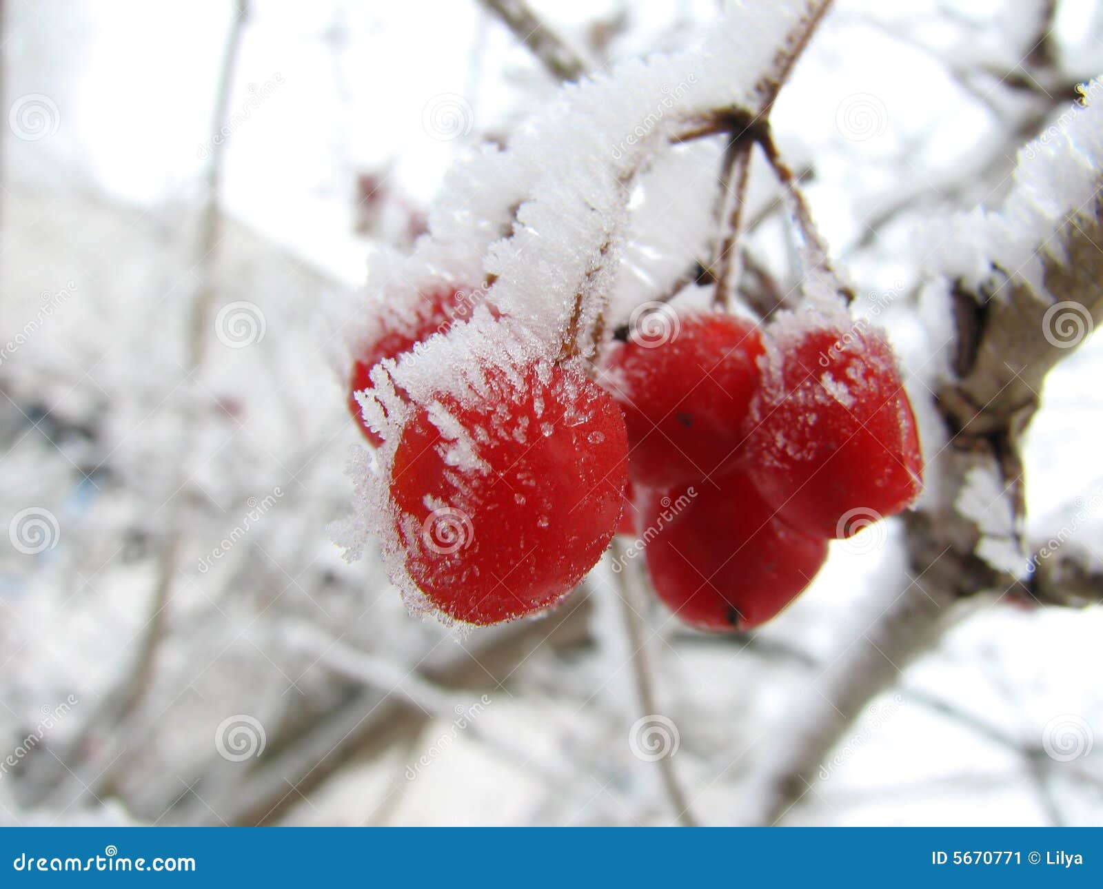 Viburnum berry on frost stock image. Image of fruit, berry - 5670771