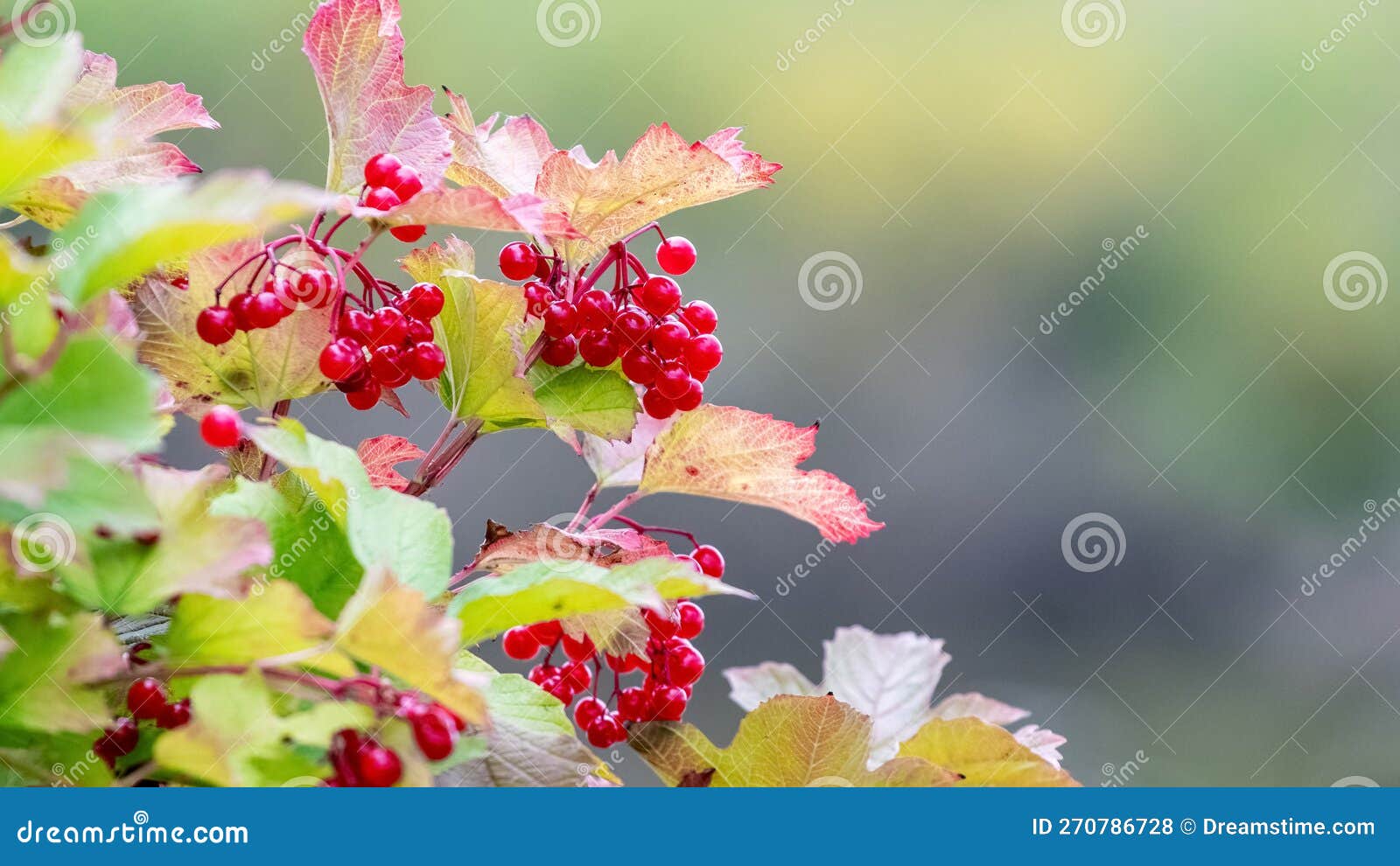 Viburnum Bush with Red Berries in the Garden in the Fall Stock Photo ...