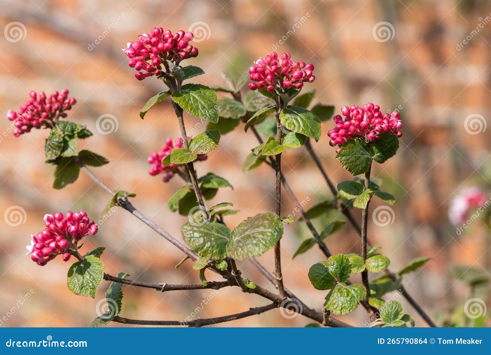 Viburnum flowers stock photo. Image of growing, emergence - 265790864