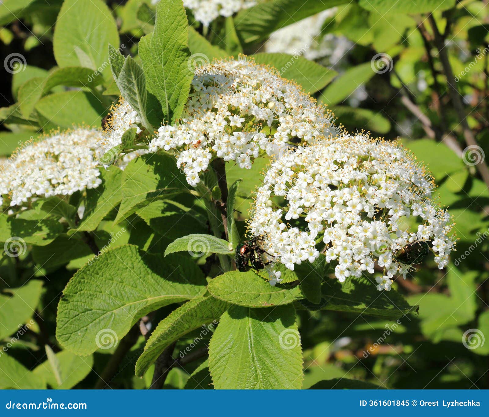 Viburnum Lantana Shrub Close Up Royalty-Free Stock Photography ...