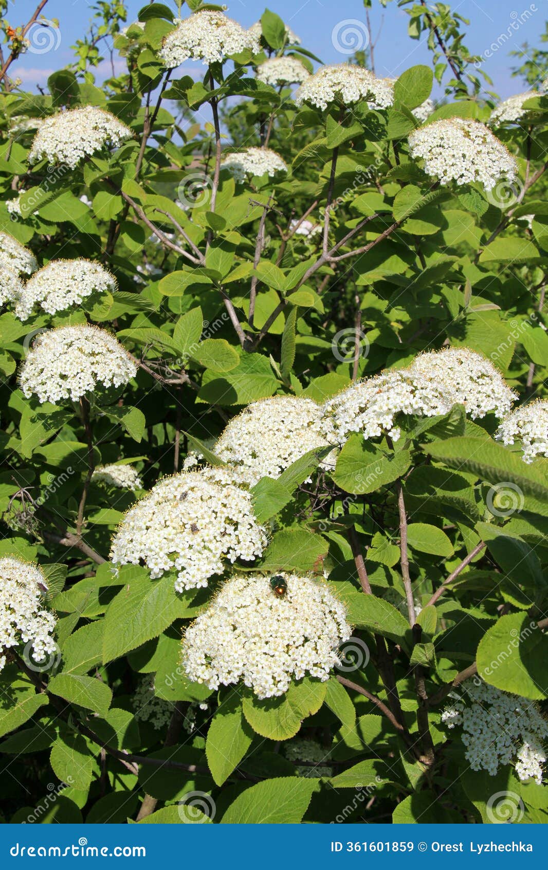 Viburnum (Viburnum Lantana) Blooms in Spring Stock Image - Image of ...