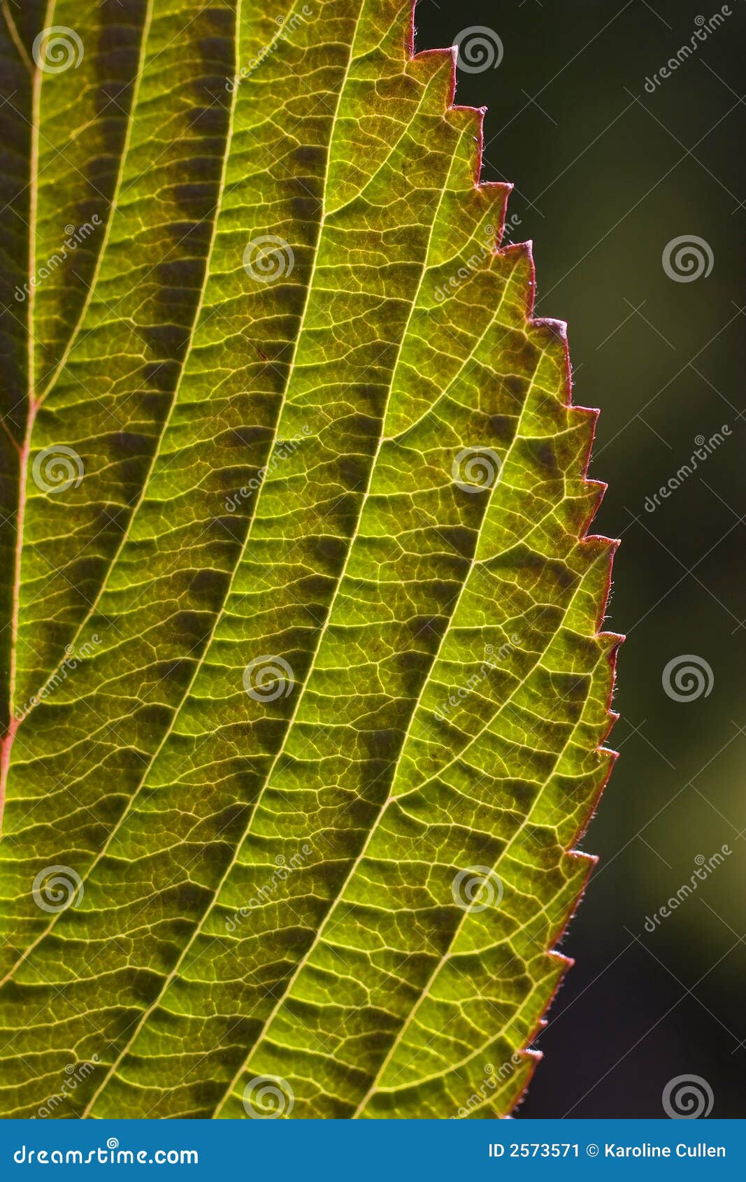 Viburnum Leaf Backlit stock image. Image of edge, detail - 2573571