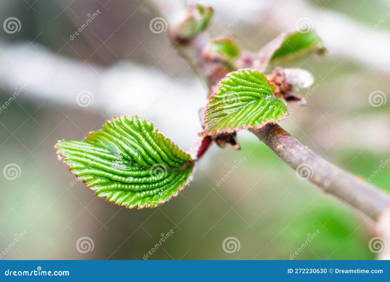 Viburnum Leaf Buds Wet from the Rain. Stock Photo - Image of spring ...
