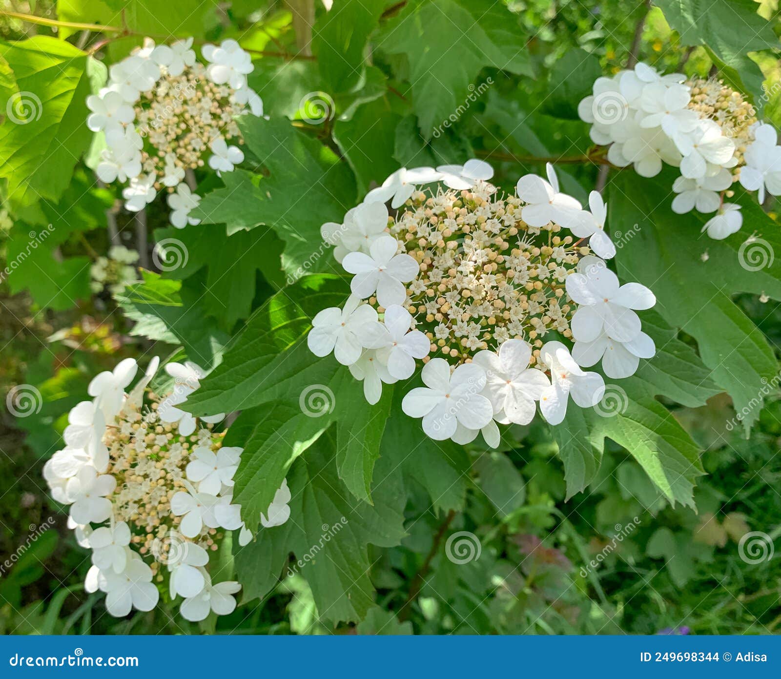Viburnum opulus stock photo. Image of botany, bloom - 249698344