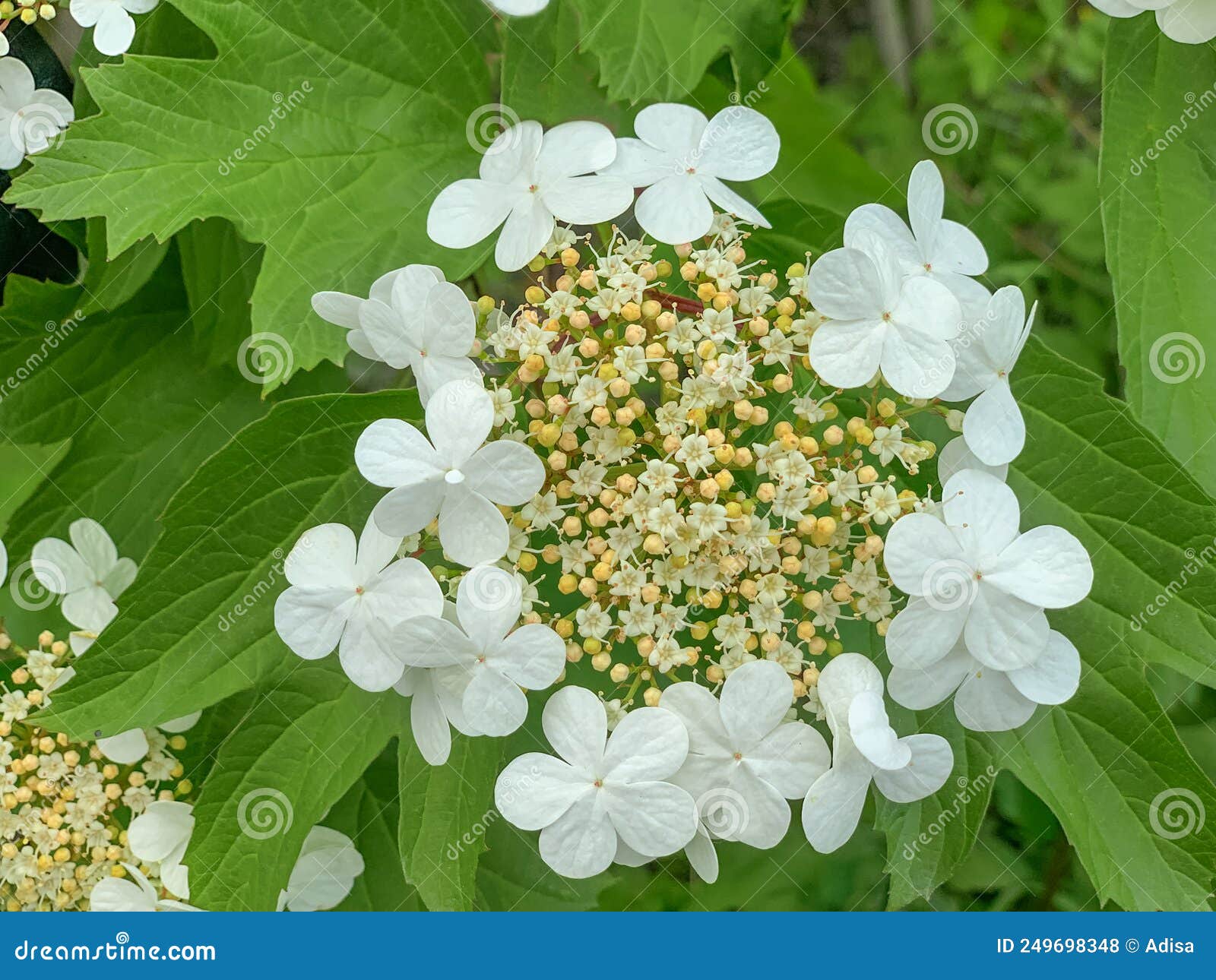 Viburnum Opulus Stock Photography | CartoonDealer.com #205134668