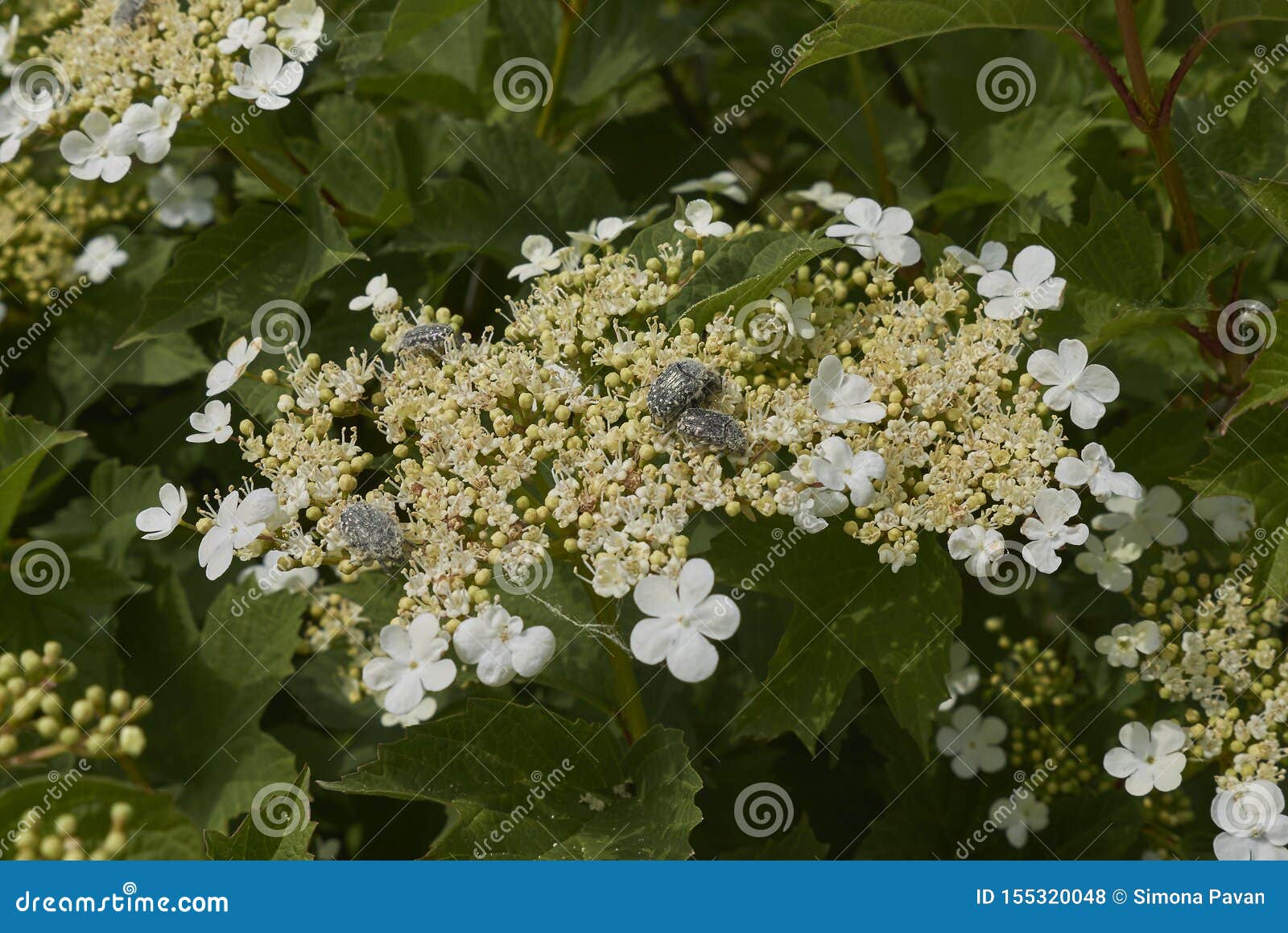 Viburnum opulus en fleurs photo stock. Image du printemps - 155320048