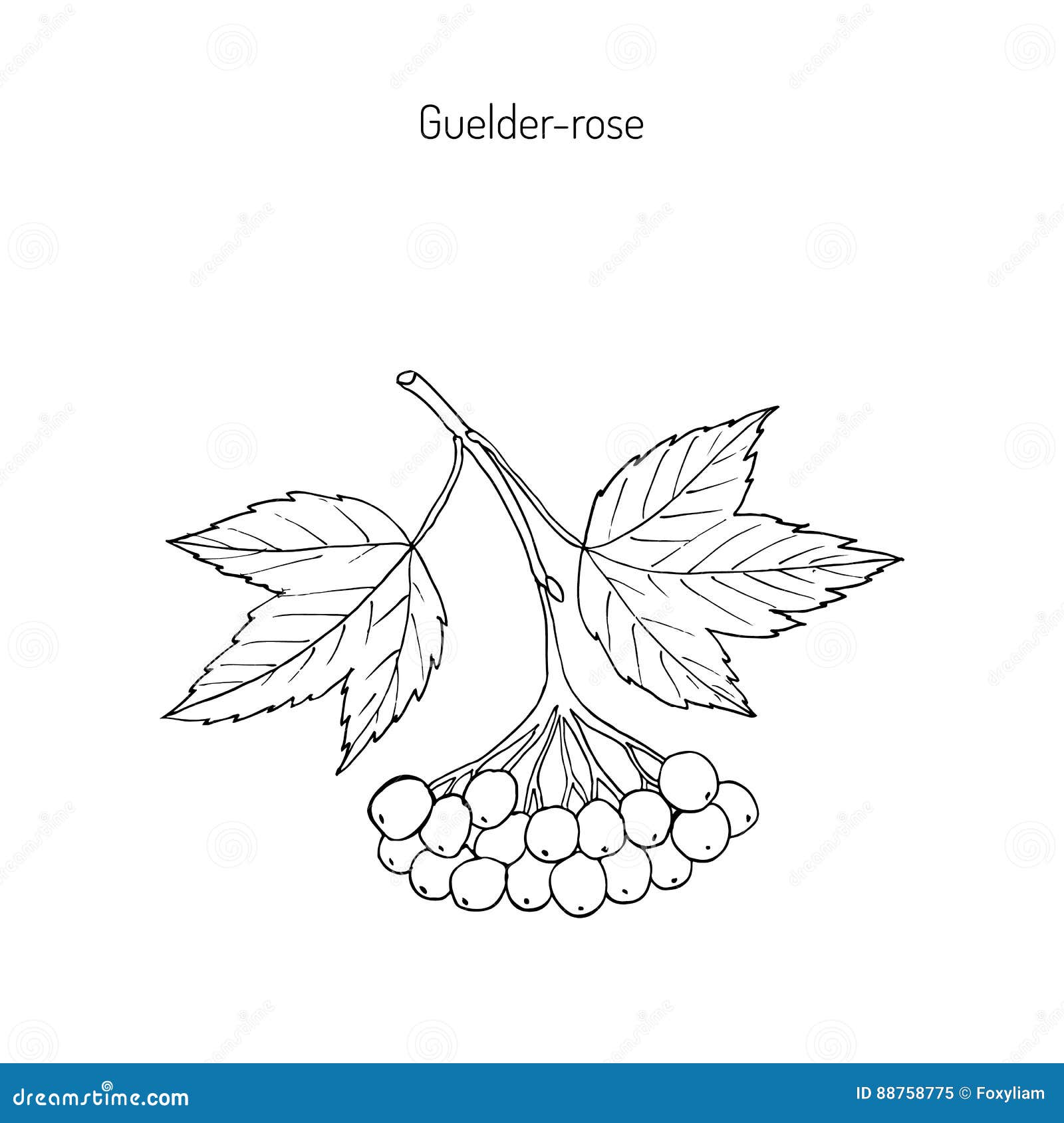 Viburnum Opulus Or Guelder Rose, Vintage Engraving Cartoon Vector ...