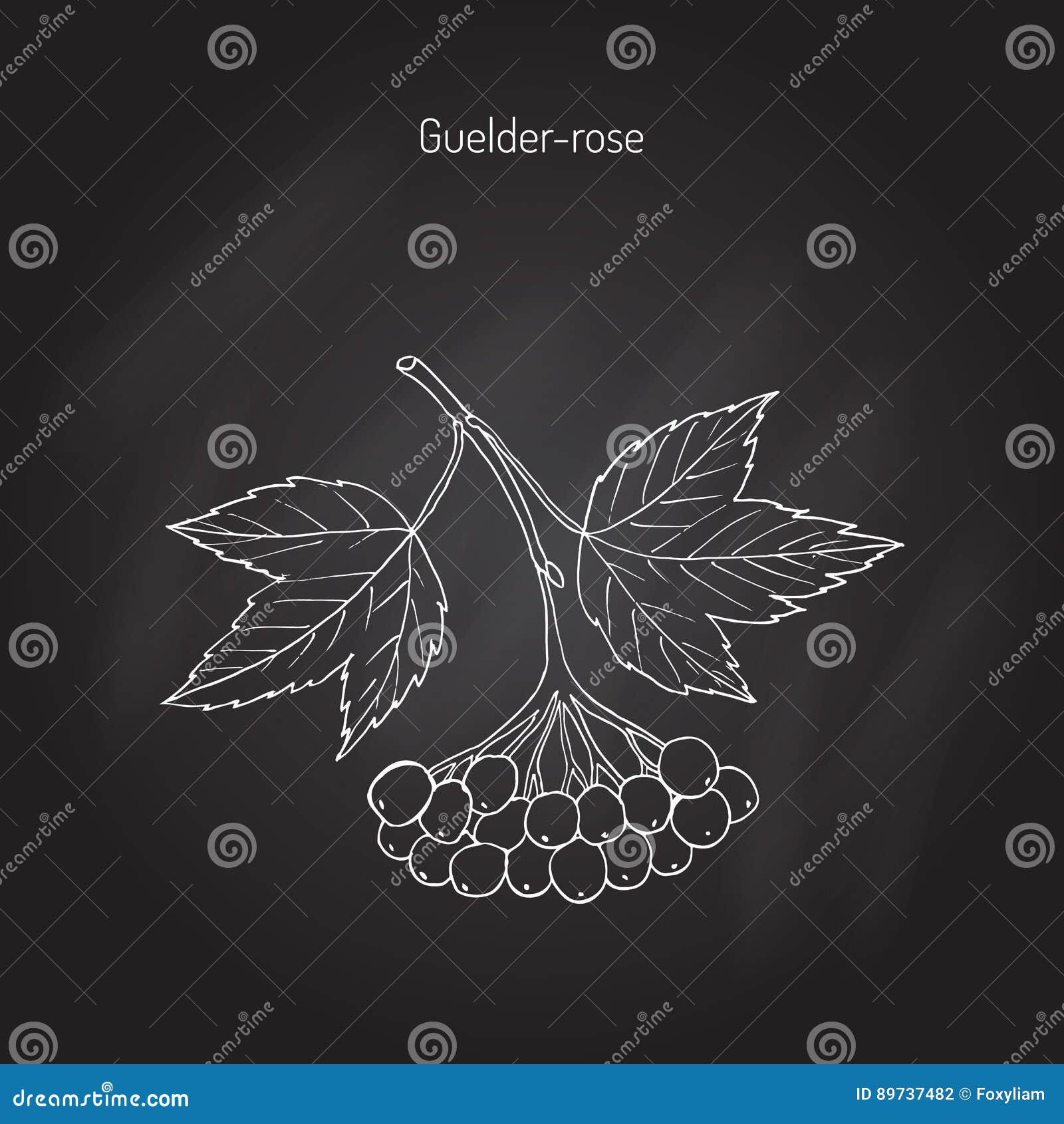 Viburnum Opulus or Guelder Rose Stock Vector - Illustration of bush ...