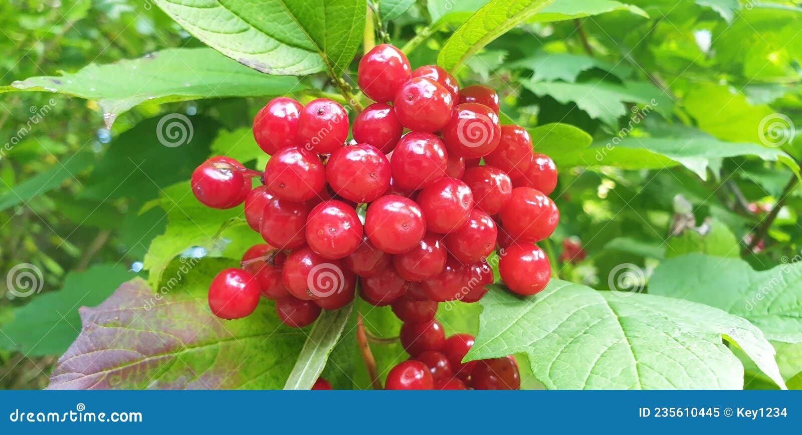 Viburnum Opulus Red Berries Grow on a Tree. Stock Image - Image of ...