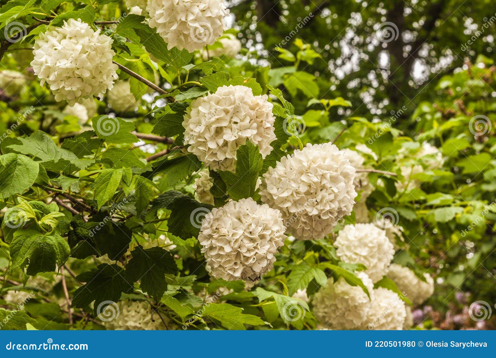 Viburnum Opulus `Roseum` in Garden on Spring Stock Photo - Image of ...