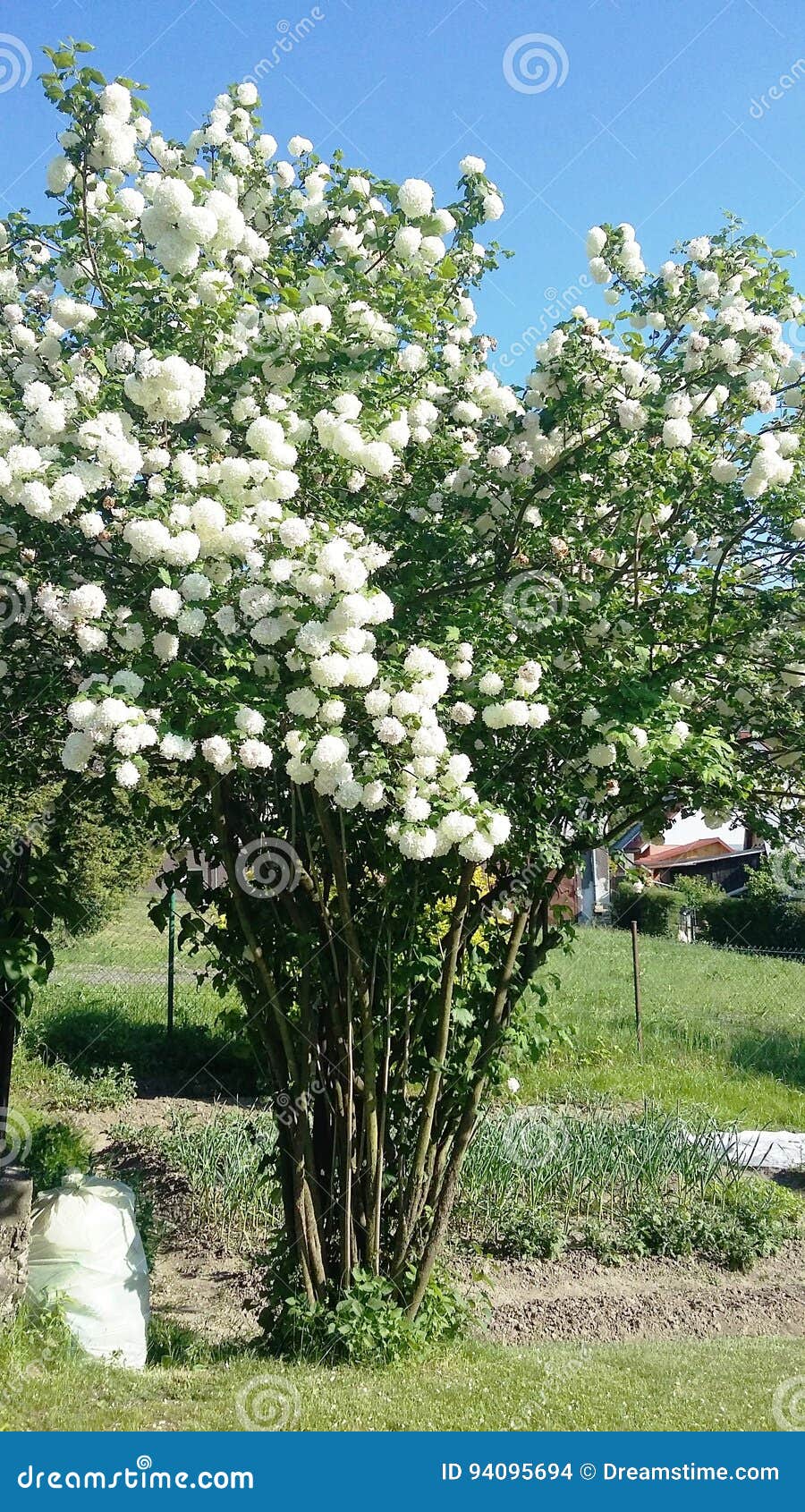 Snowball Tree Viburnum Opulus