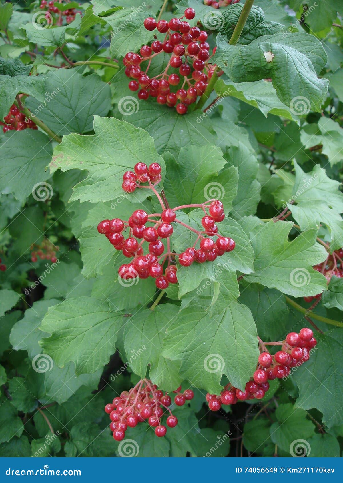 Viburnum Opulus Shrub, Red Fruit and Leaves Stock Image - Image of ...