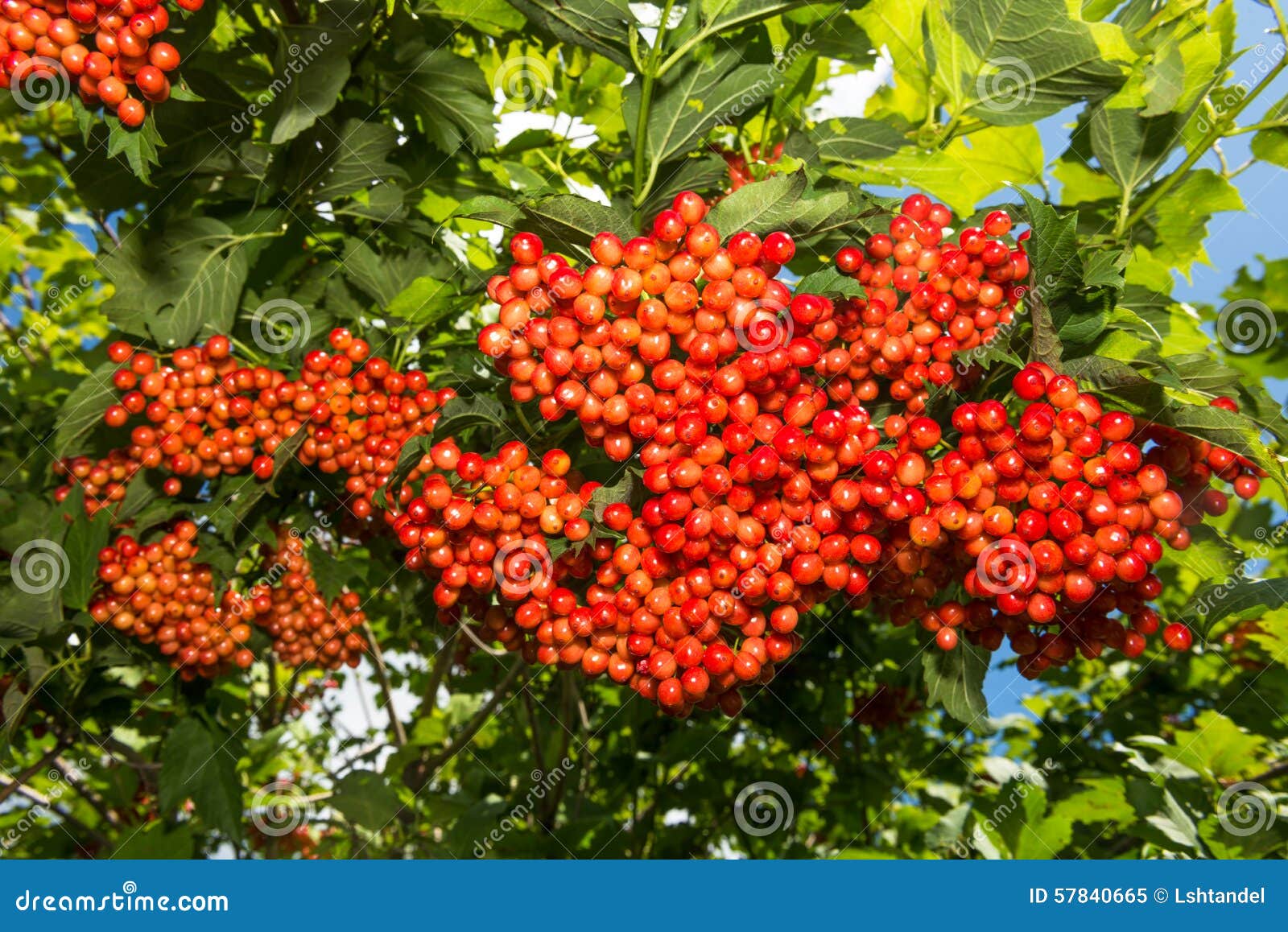 Viburnum - Red Berries on a Bush Stock Image - Image of rose, stem ...