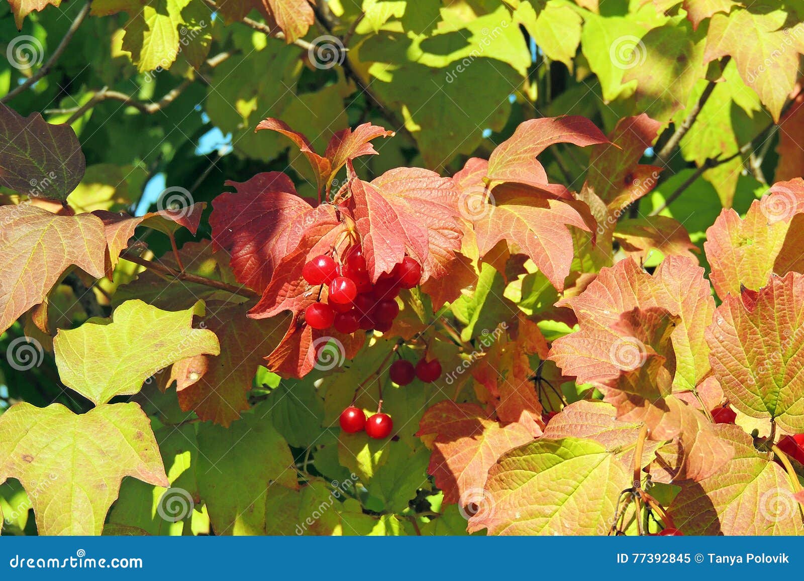 Viburnum Rouge Sur Des Branches Image stock - Image du horizontal ...