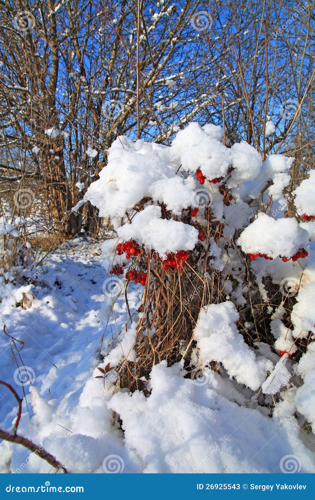 Viburnum in snow stock image. Image of christmas, cold - 26925543