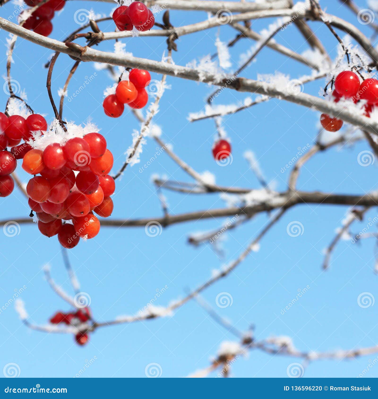Viburnum in the Snow. Beautiful Winter Stock Photo - Image of cluster ...