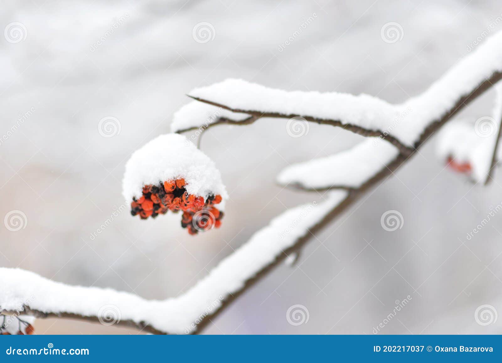 Viburnum in the Snow on a Branch Against a Background of White Snow ...