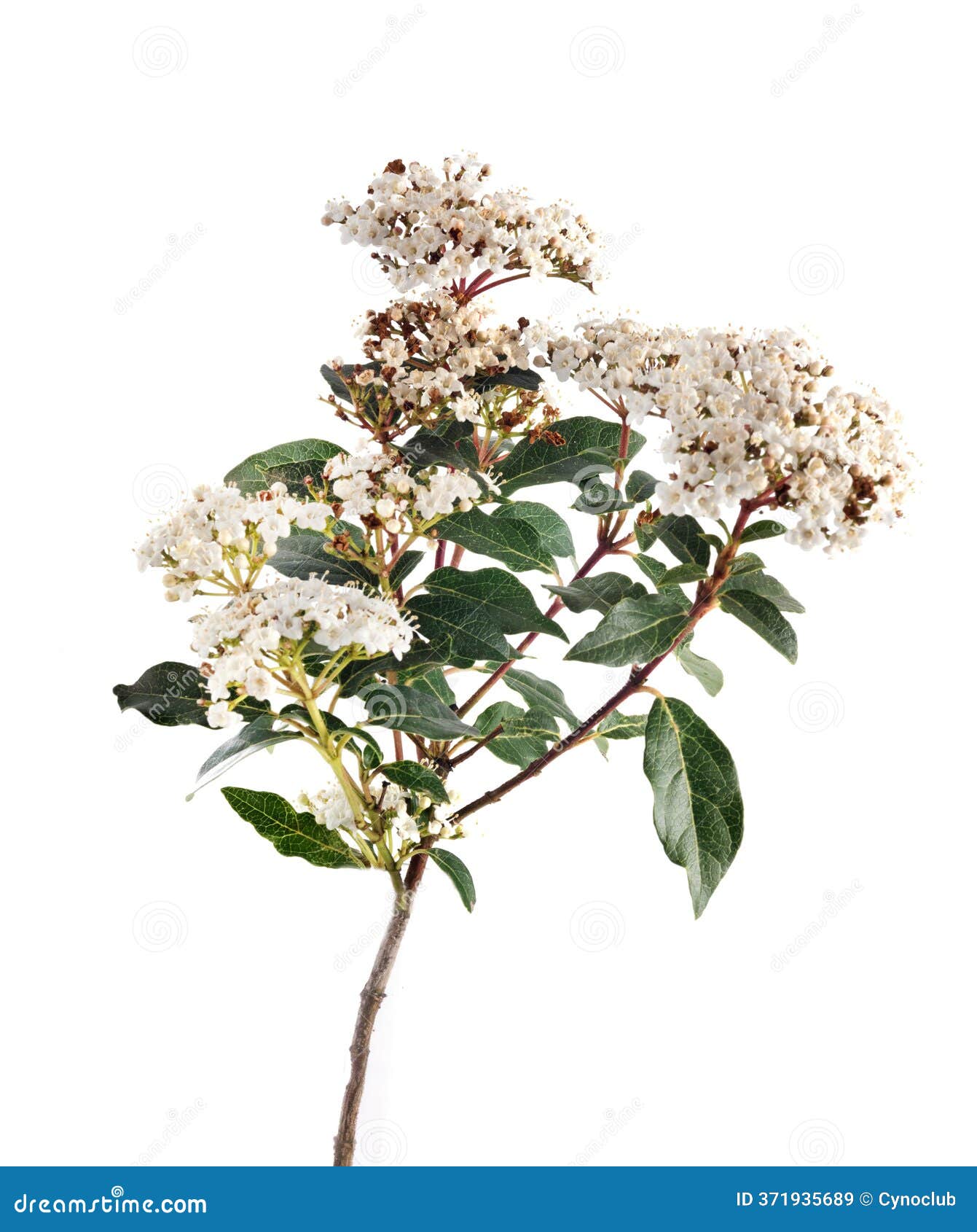 Viburnum Tinus In The Garden In February. Viburnum Tinus Is A Species ...