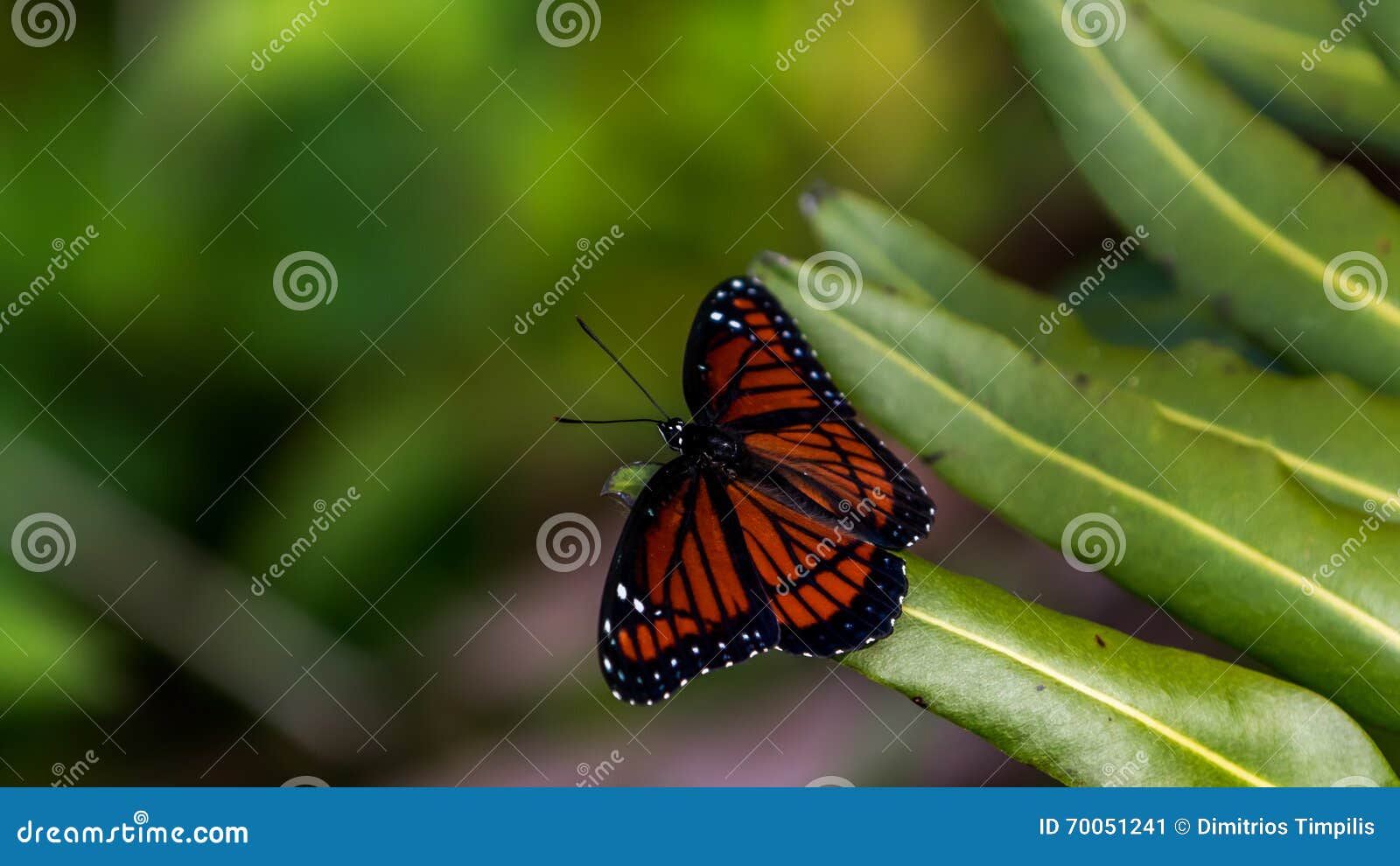 Viceroy Butterfly, Everglades National Park, Florida Stock Image ...
