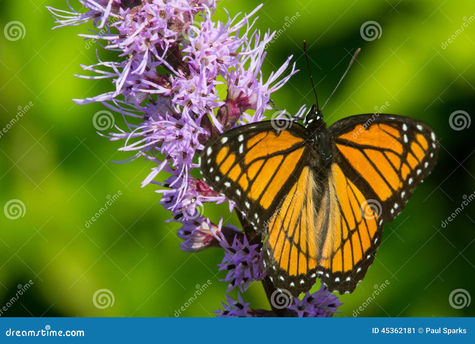 Viceroy stock image. Image of animal, pollenator, insect - 45362181