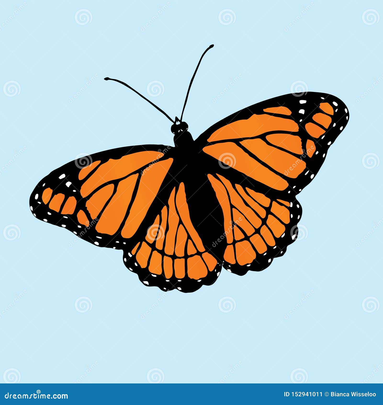 Viceroy Butterfly: Orderly Symmetry And Bold Chromaticity In ...
