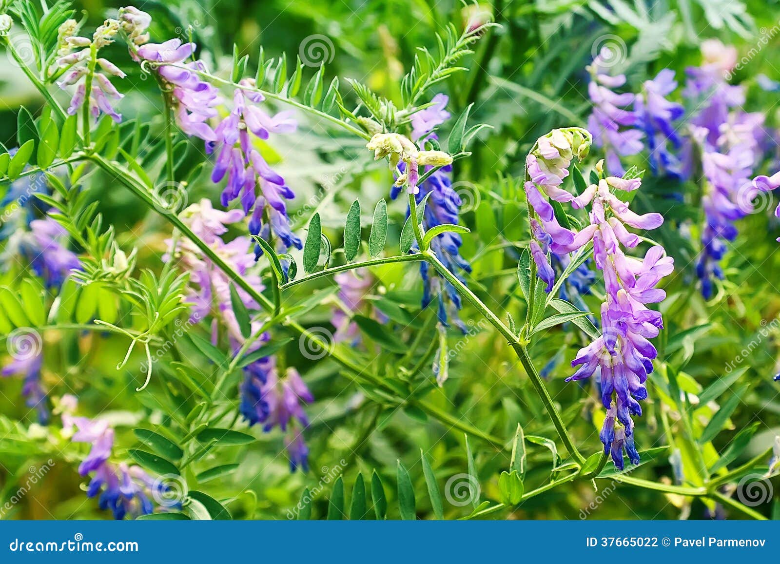 Vicia cracca fotografia stock. Immagine di inflorescenza - 37665022