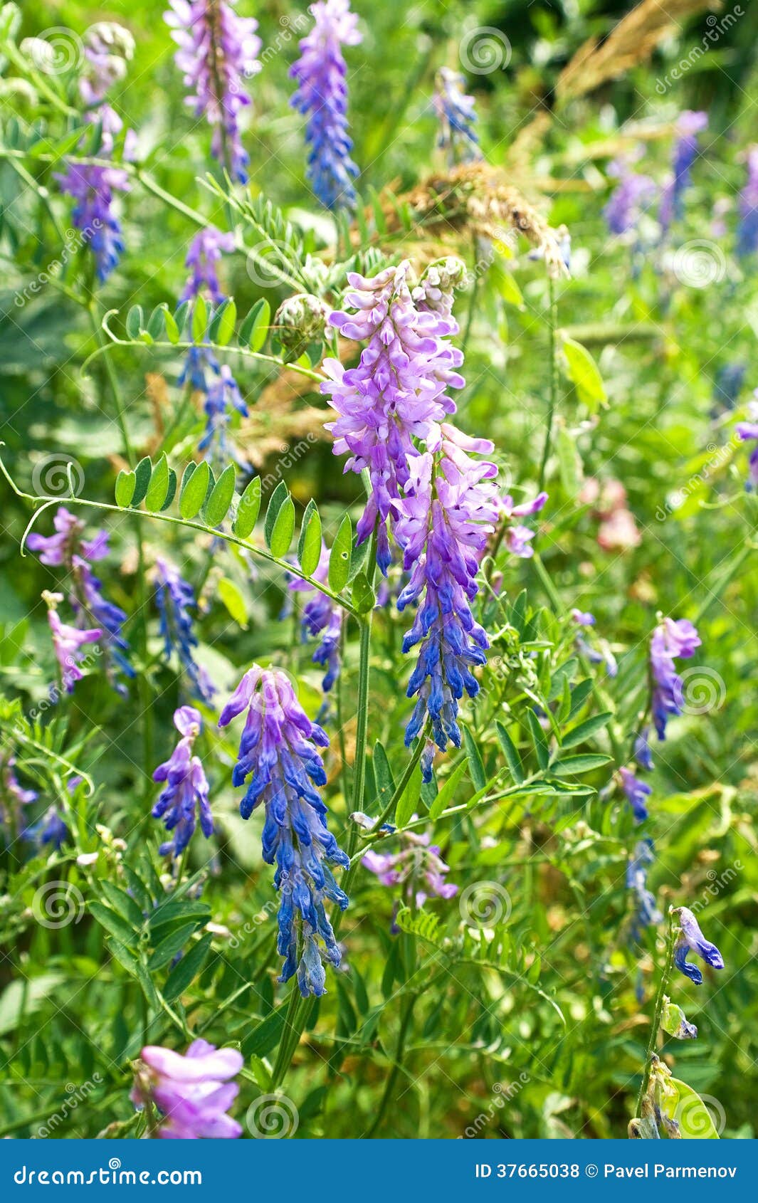 Vicia cracca stockfoto. Bild von blume, jahreszeit, feld - 37665038
