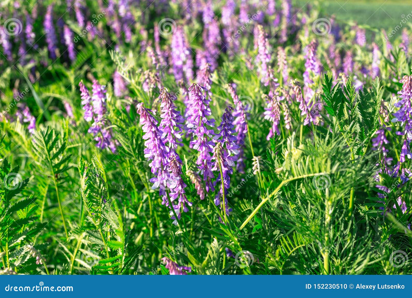 Vicia Cracca - Beautiful Springtime Field Flowers Stock Photo - Image ...