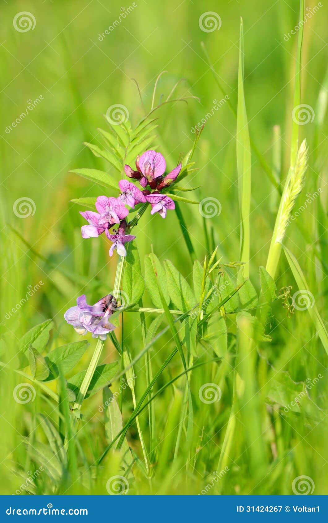 Vicia cracca flower stock image. Image of organic, colorful - 31424267