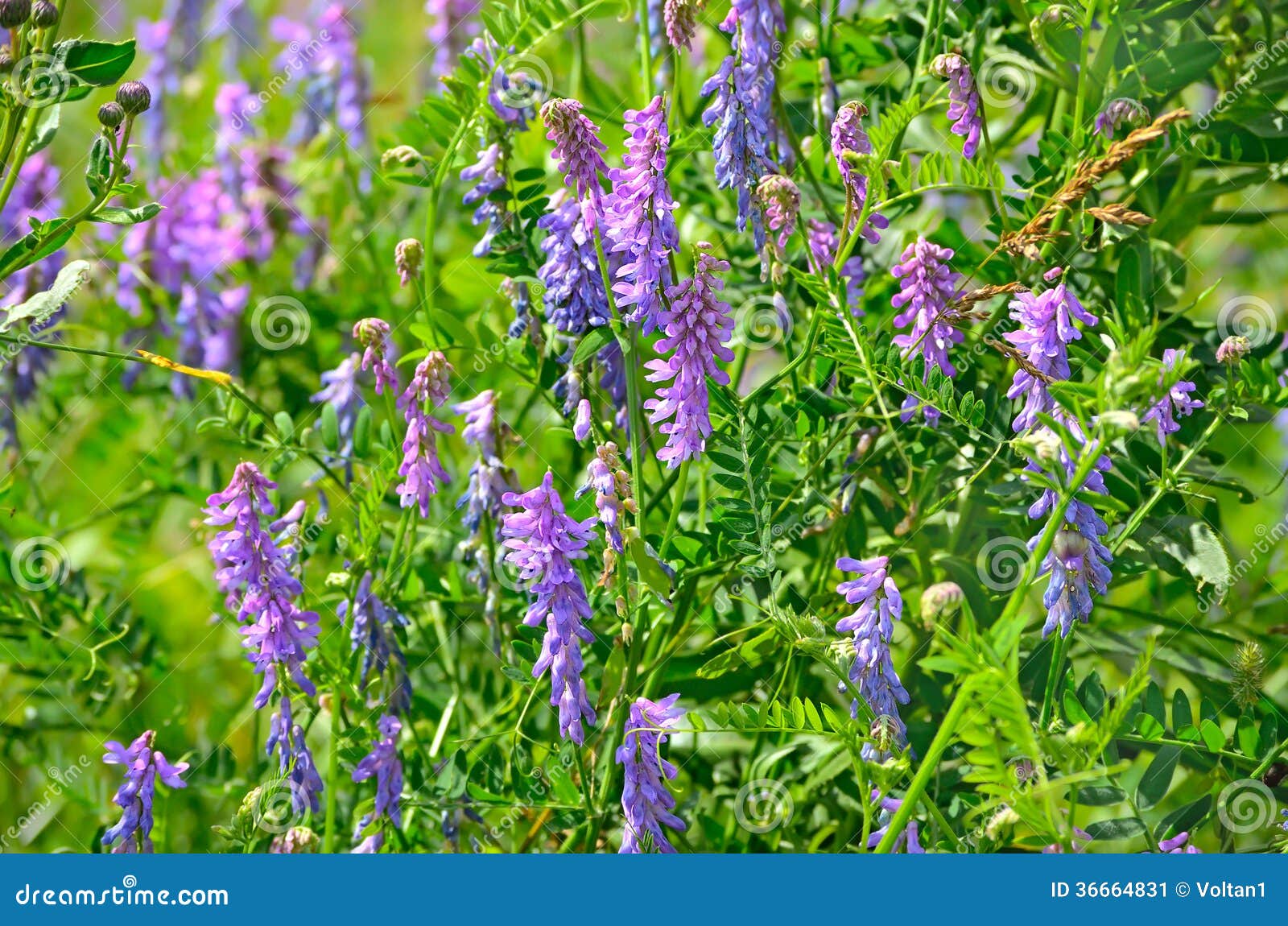 Vicia Cracca Tufted Vetch, Cow Vetch, Bird Vetch, Blue Vetch, Boreal ...