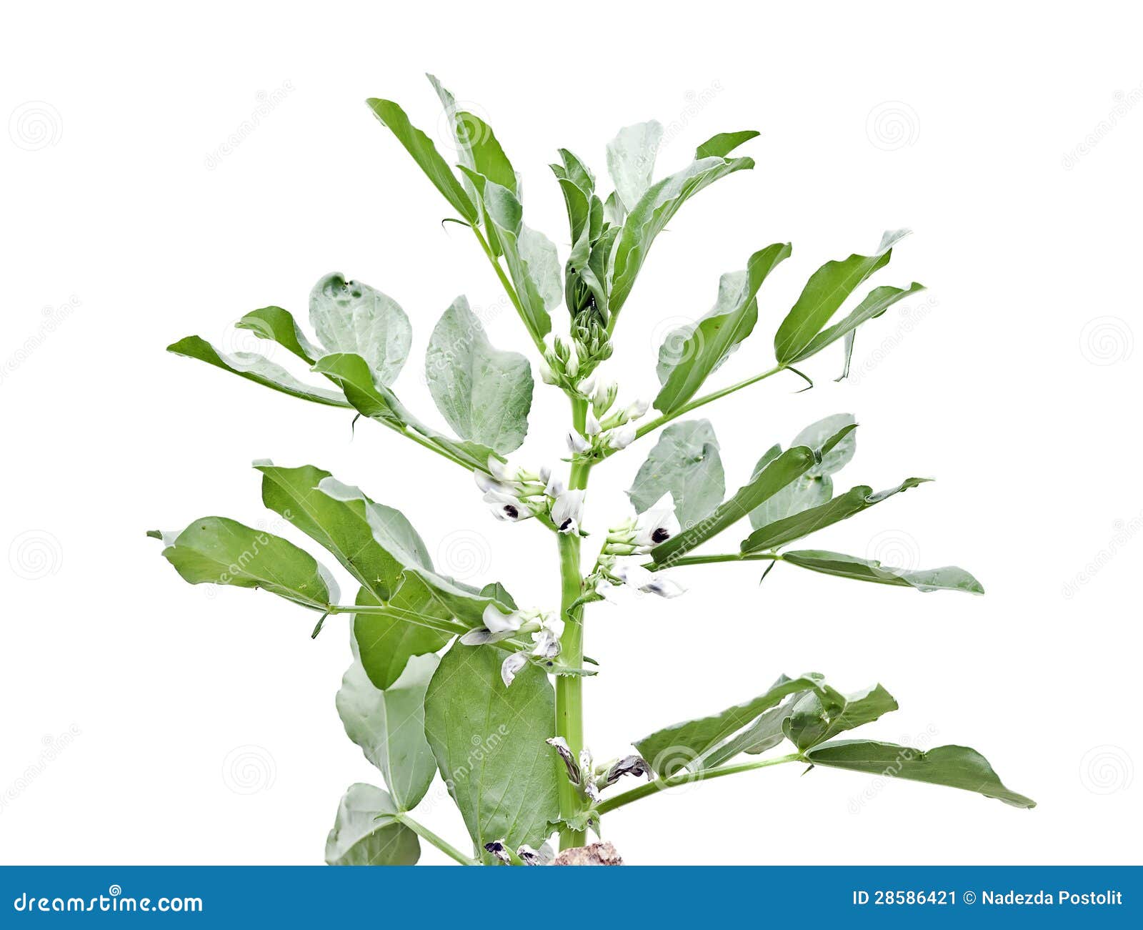 Vicia Faba L. , Broad Beans Isolated Stock Image - Image of beans ...
