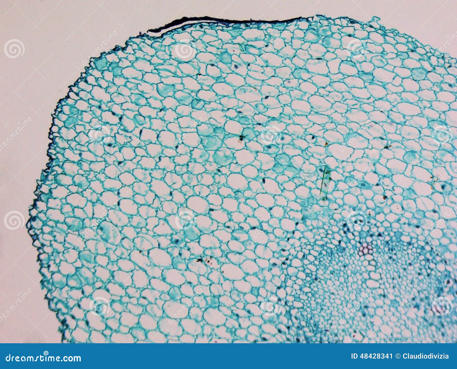 Vicia faba root micrograph stock image. Image of optical - 48428341