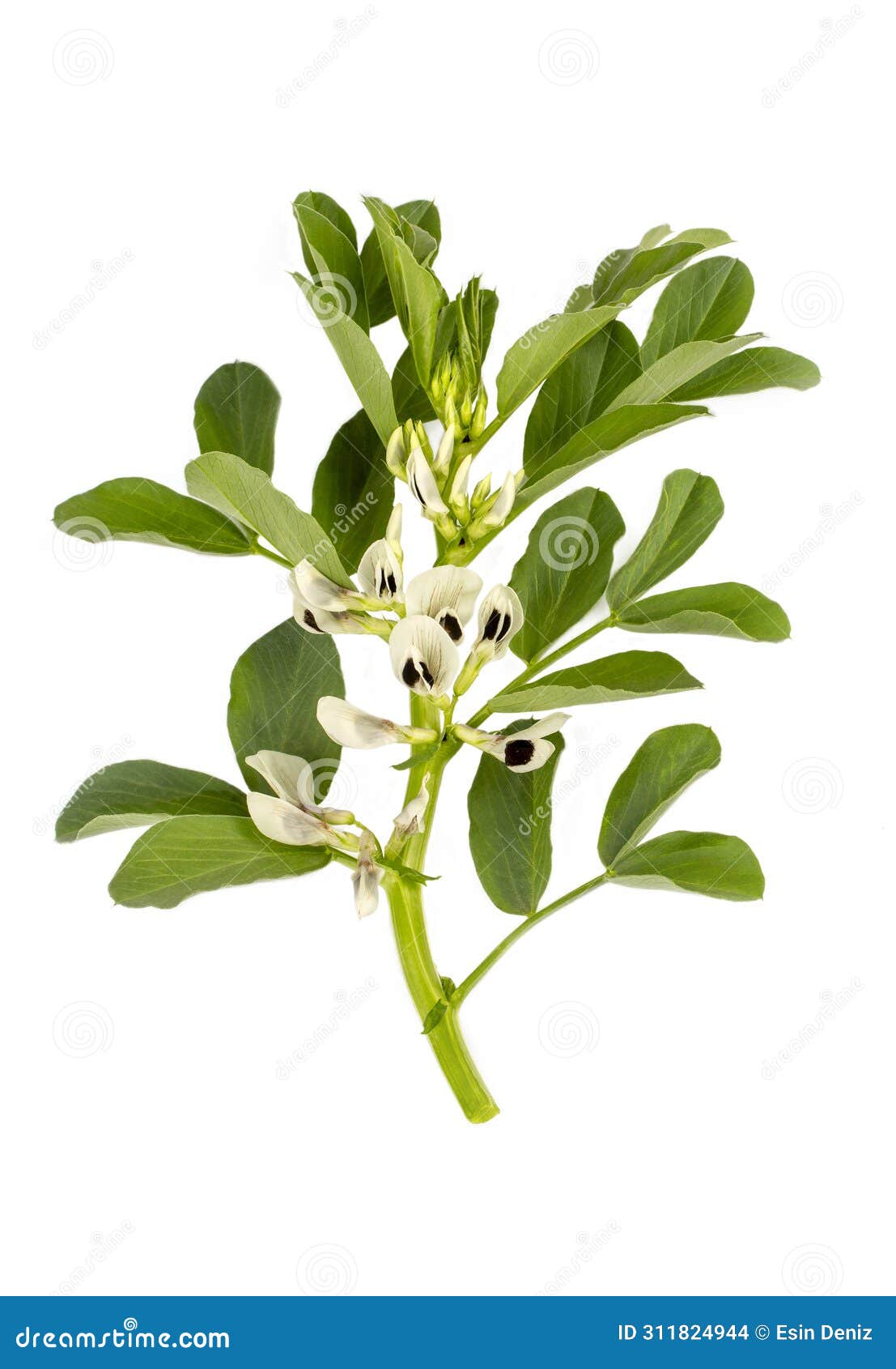 Vicia Faba on the White Background Stock Photo - Image of healthy ...