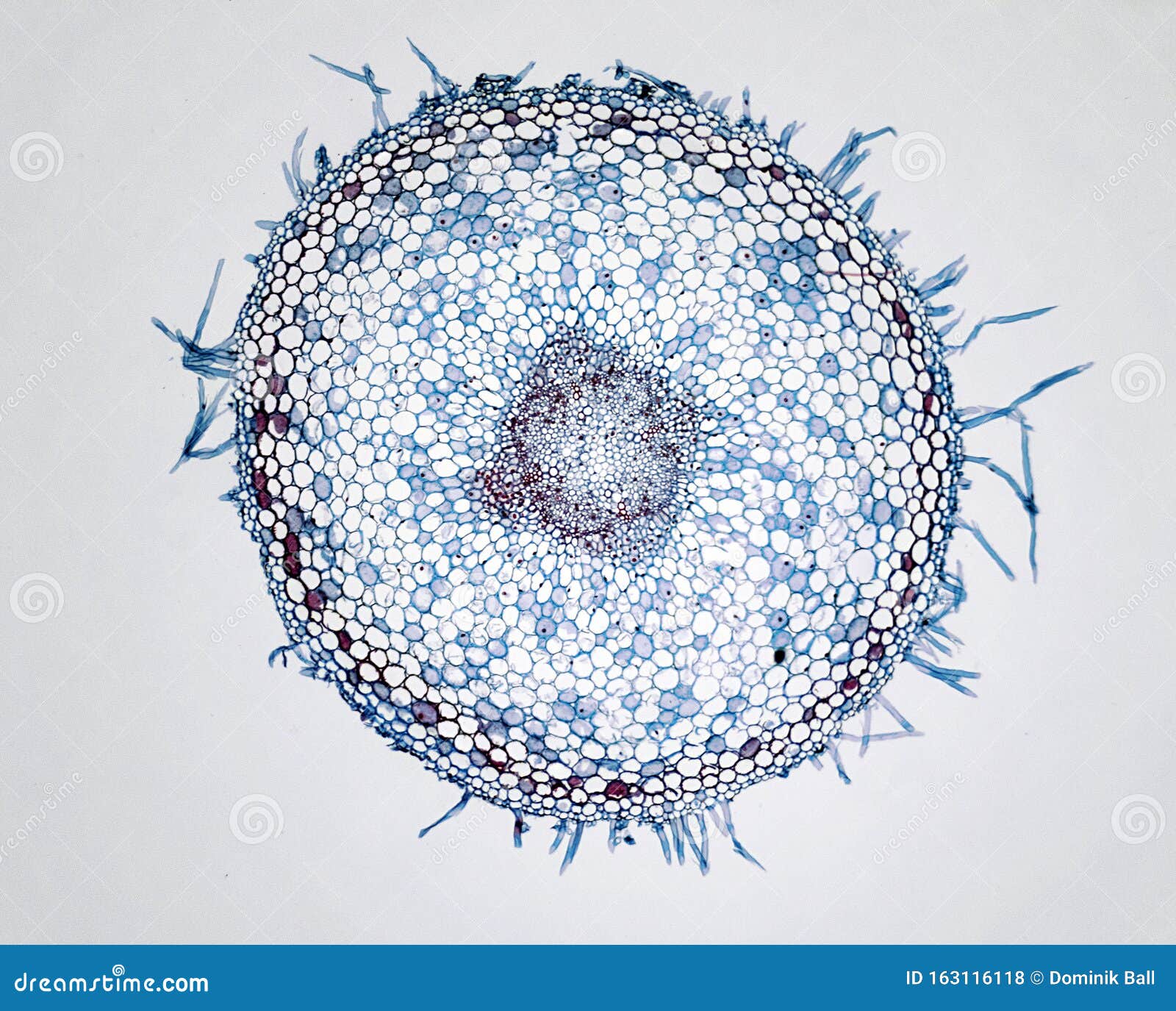 Vicia root stock photo. Image of green, close, beans - 163116118