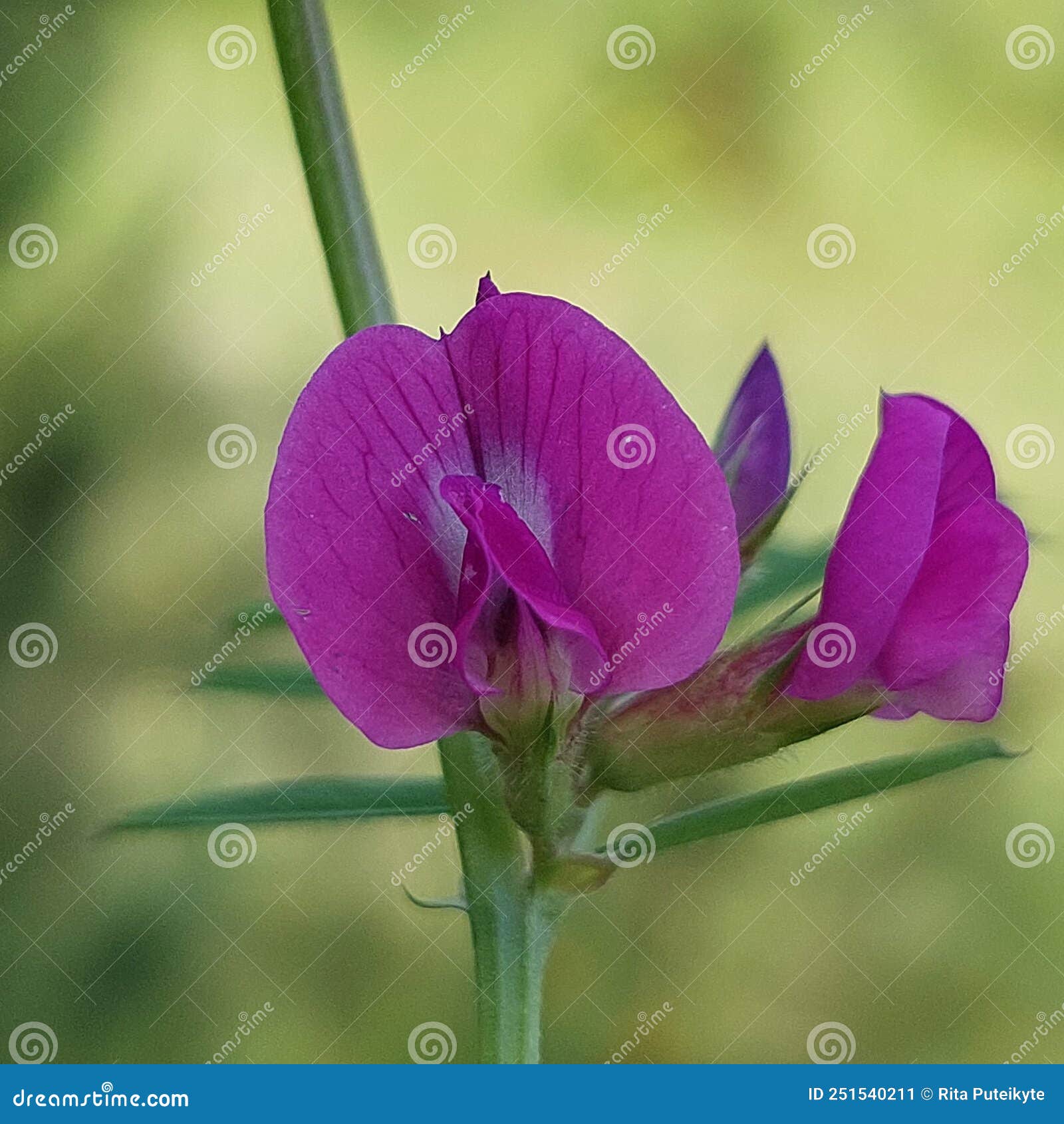 Vicia sativa imagem de stock. Imagem de jardim, nave - 251540211