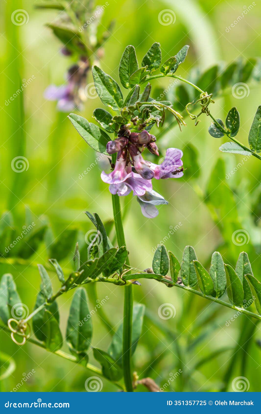 Vicia Sepium Grows among Grasses in the Wild Stock Image - Image of ...