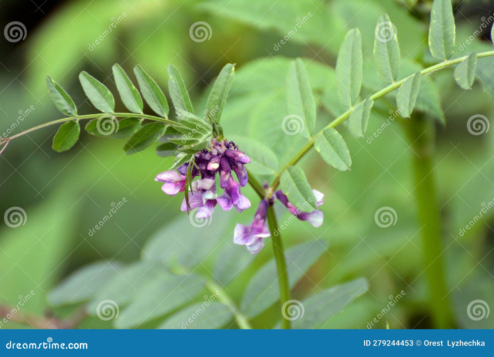 Vicia Sepium Grows in Nature Stock Image - Image of pink, flora: 279244453