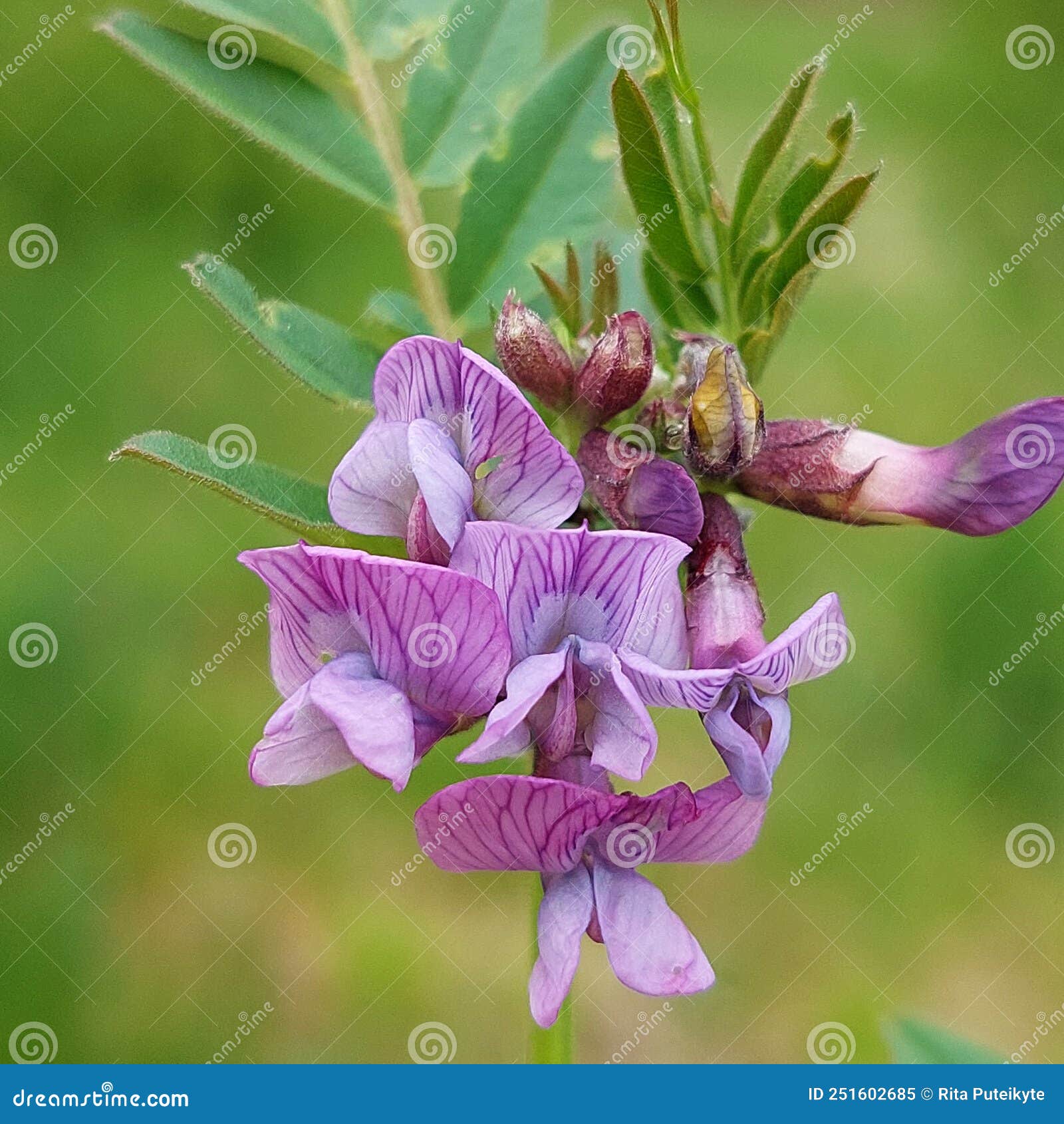 Vicia sepium imagem de stock. Imagem de cobertura, wildflower - 251602685