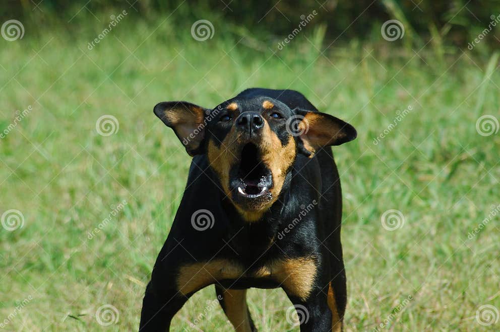 Vicious dog stock photo. Image of puppy, canine, teeth - 1326892