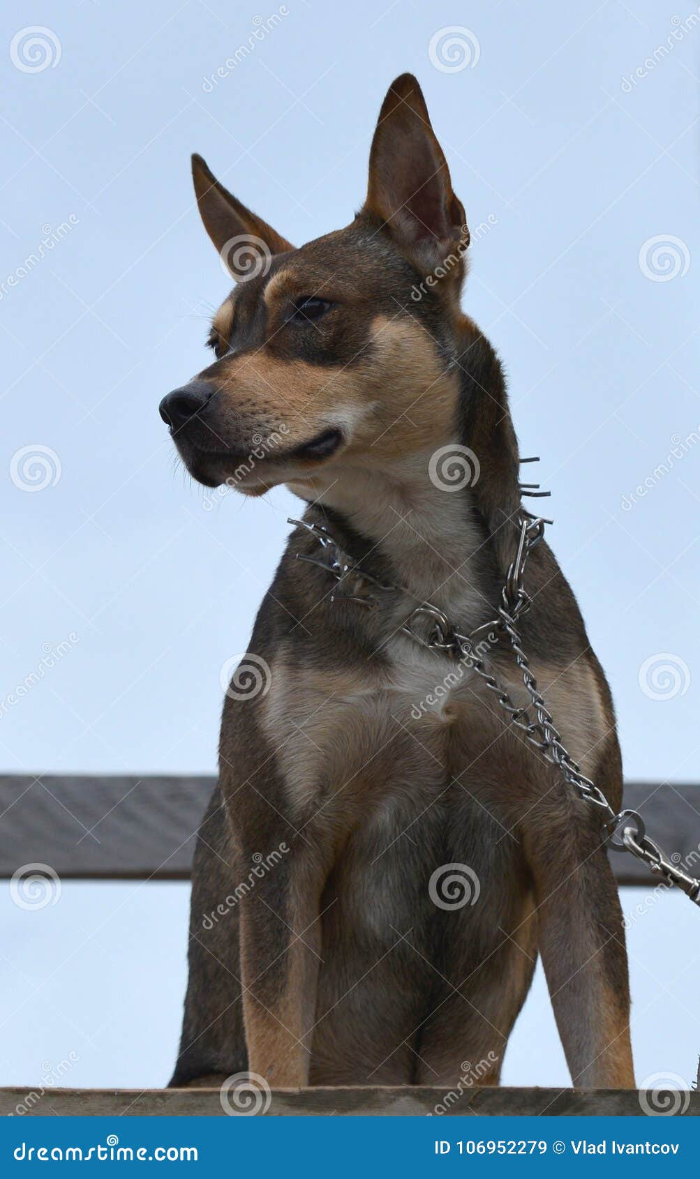 The vicious dog stock image. Image of sits, closeup - 106952279