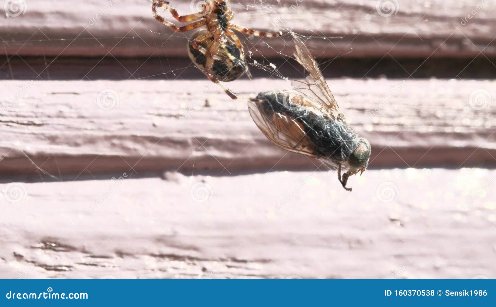 The Victim Fell into a Web and the Spider Began To Braid into a Cocoon ...