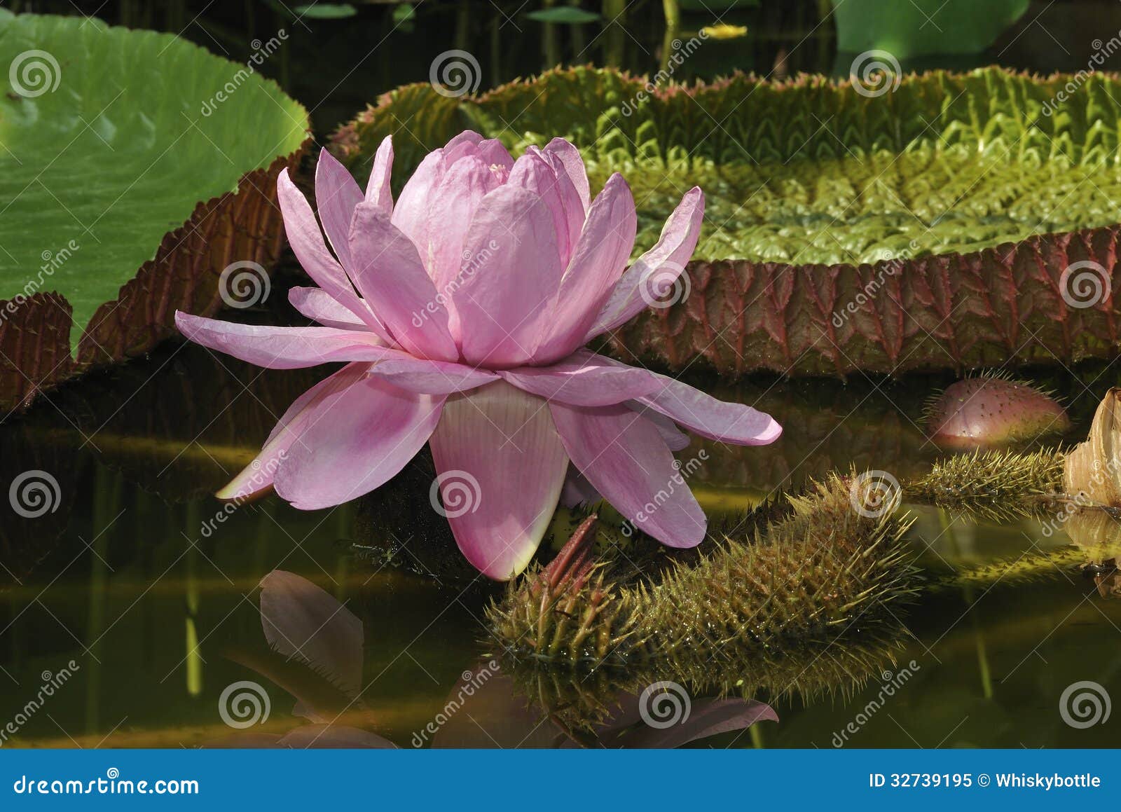 Victoria Amazon Waterlily stock image. Image of lake - 32739195