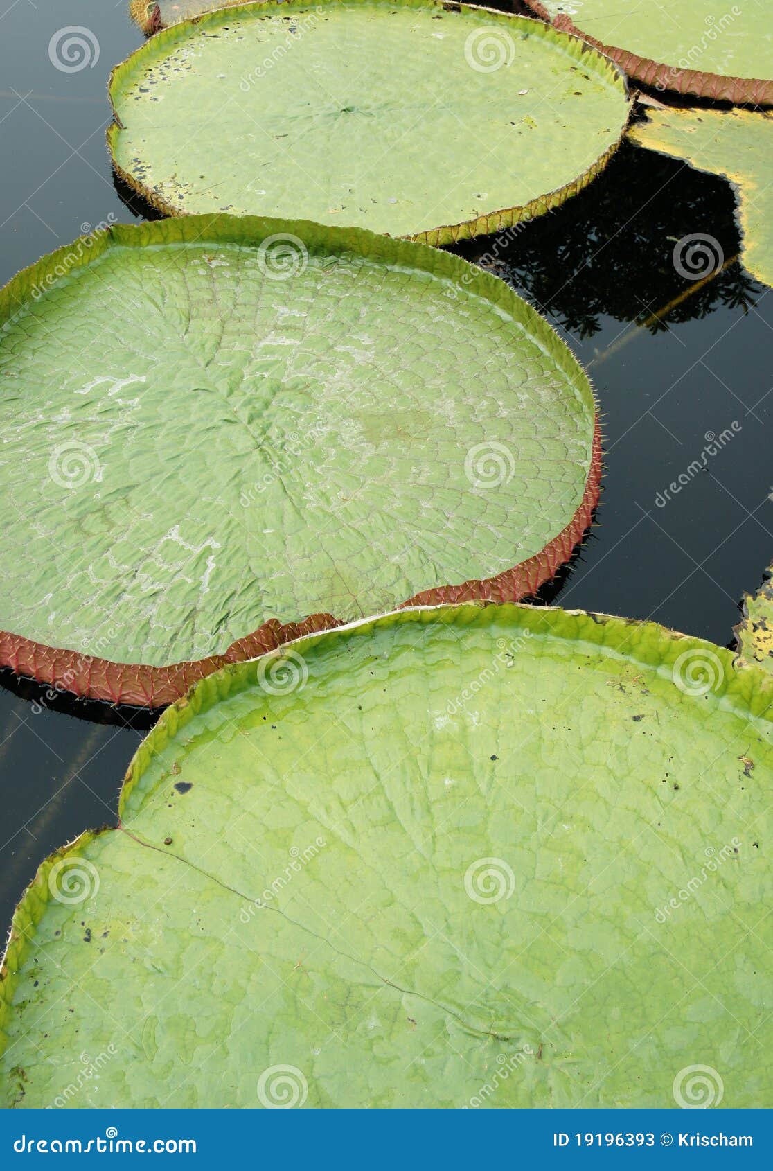 Victoria Amazonica Royalty-Free Stock Photography | CartoonDealer.com ...