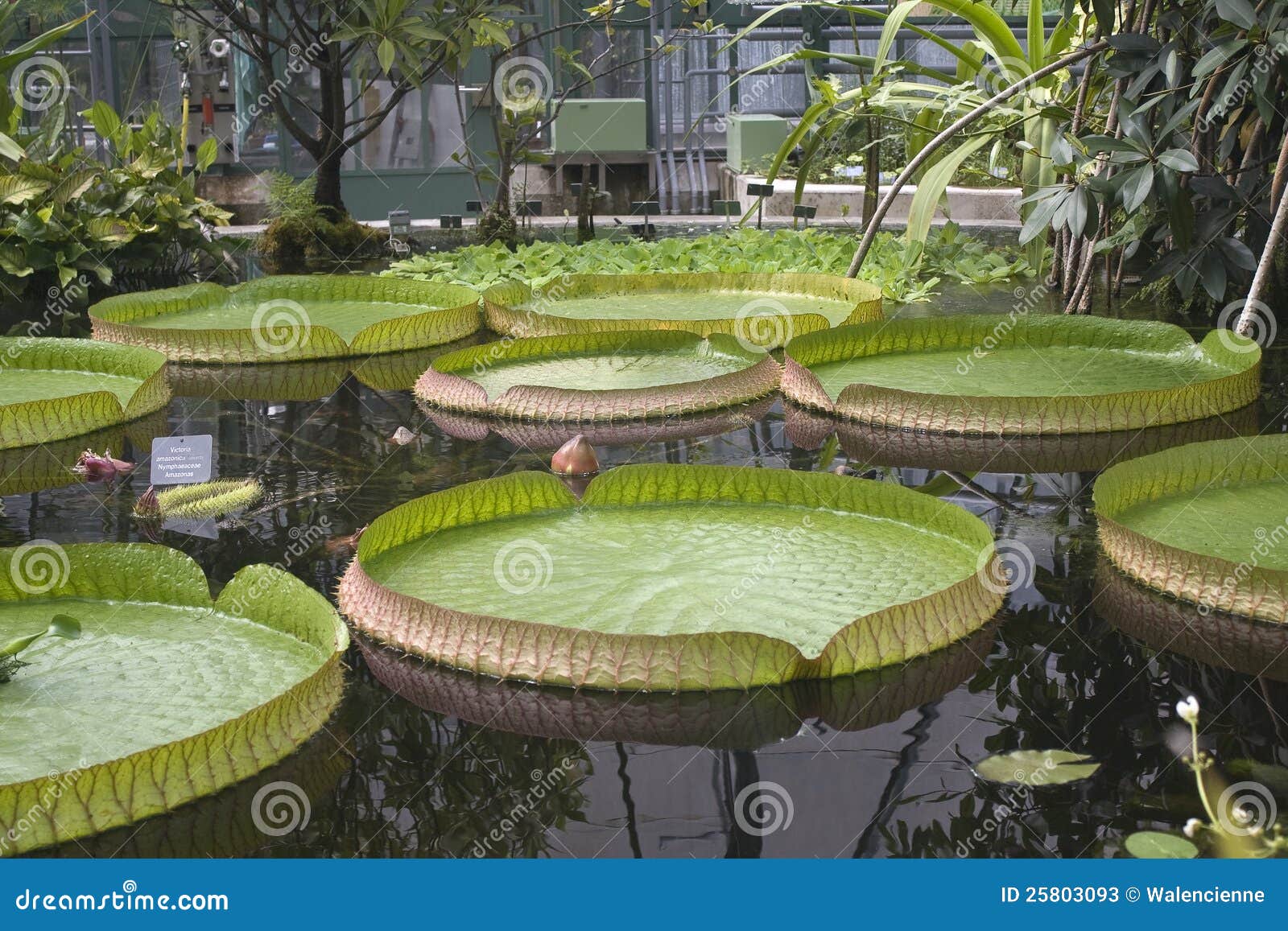 Victoria Amazonica stock image. Image of royal, regia - 25803093