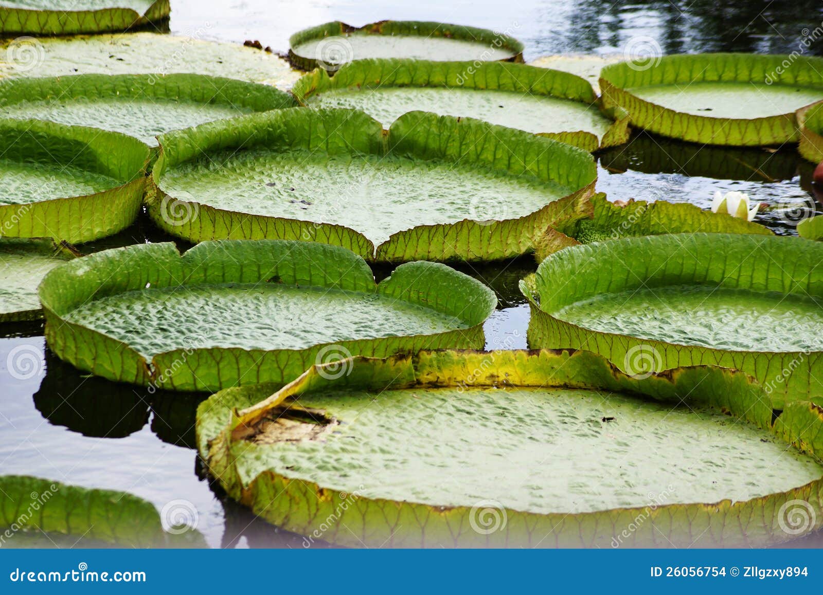 Victoria amazonica stock photo. Image of blooming, calm - 26056754