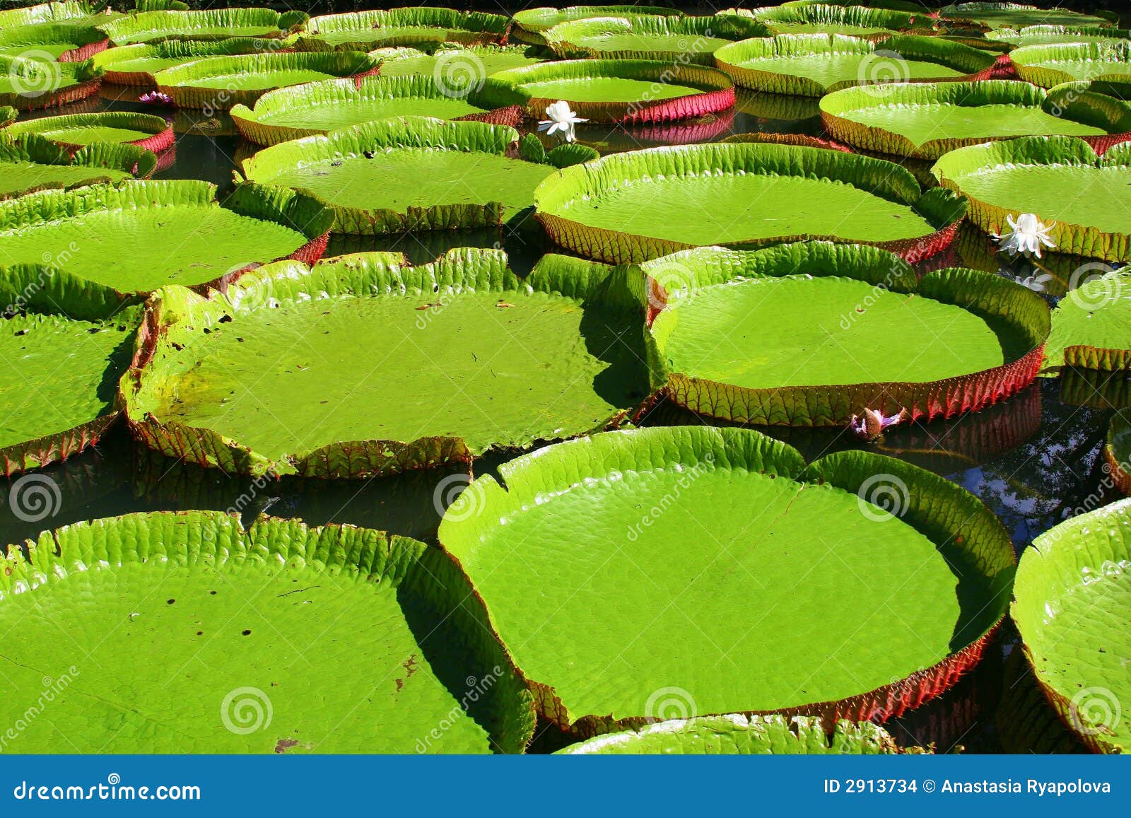 Victoria amazonica stock photo. Image of quiet, calm, flower - 2913734